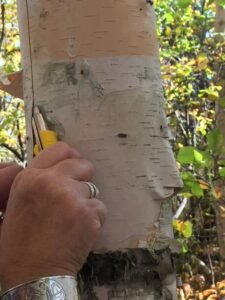 How Indigenous artists are reinvigorating the art of birch bark biting ...